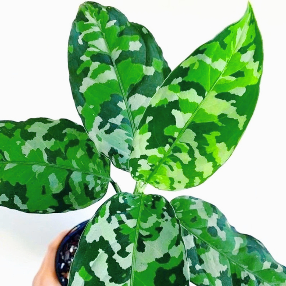live plants sold on Temu United States