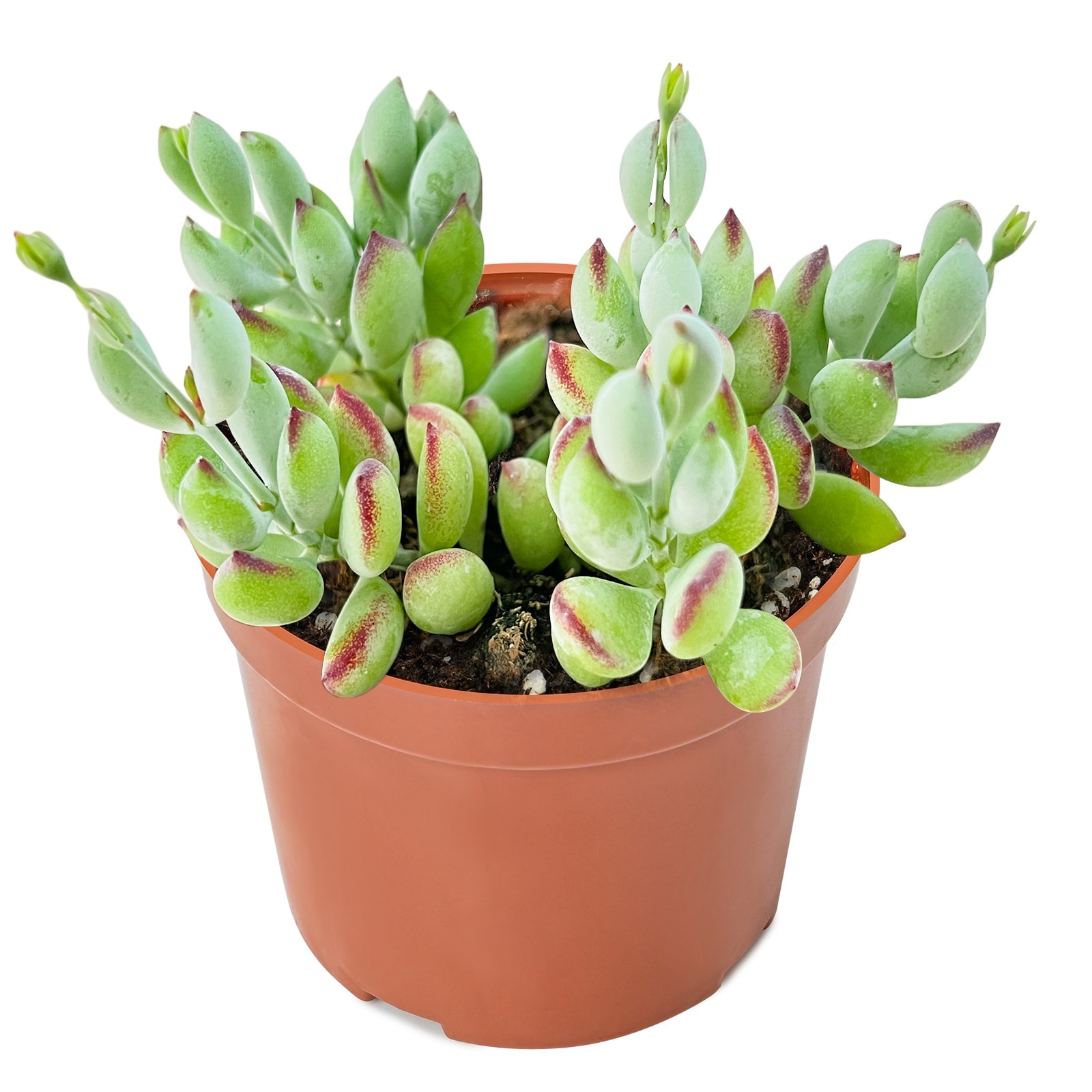 live plants sold on Temu United States