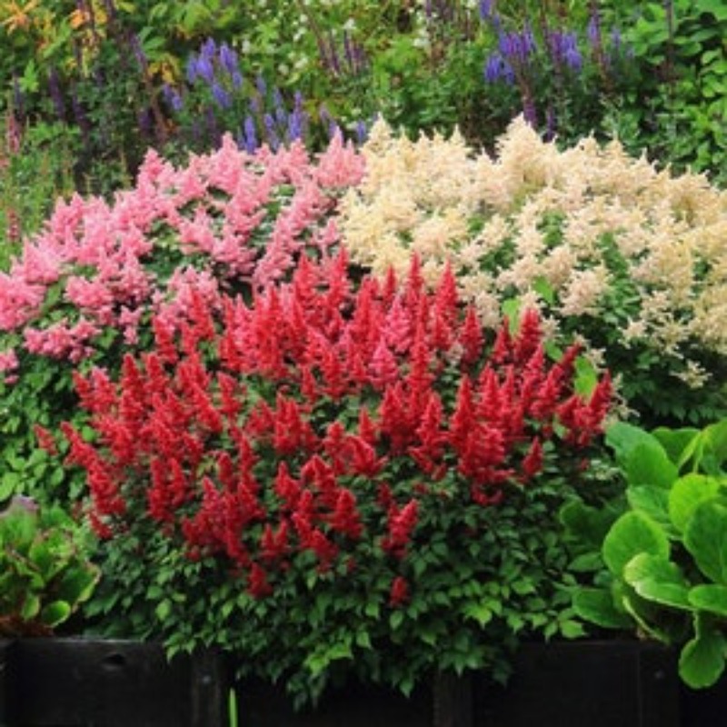 50 bunter astilbe flower seeds - Temu