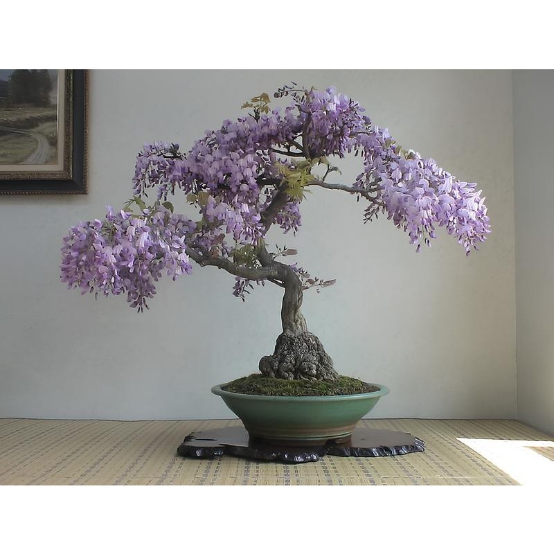 Planting Precious Flowering Bonsai Wisteria Seeds - Temu