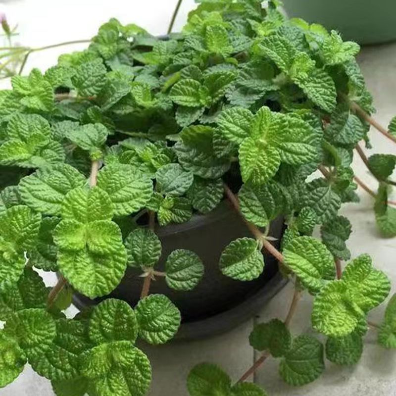 Home Garden High Germination Rate Mint Seed Planting - Temu