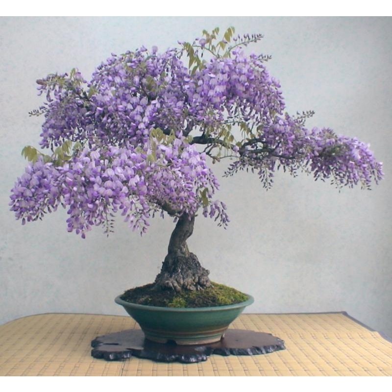 Precious Flowering Bonsai Wisteria Seeds - Temu