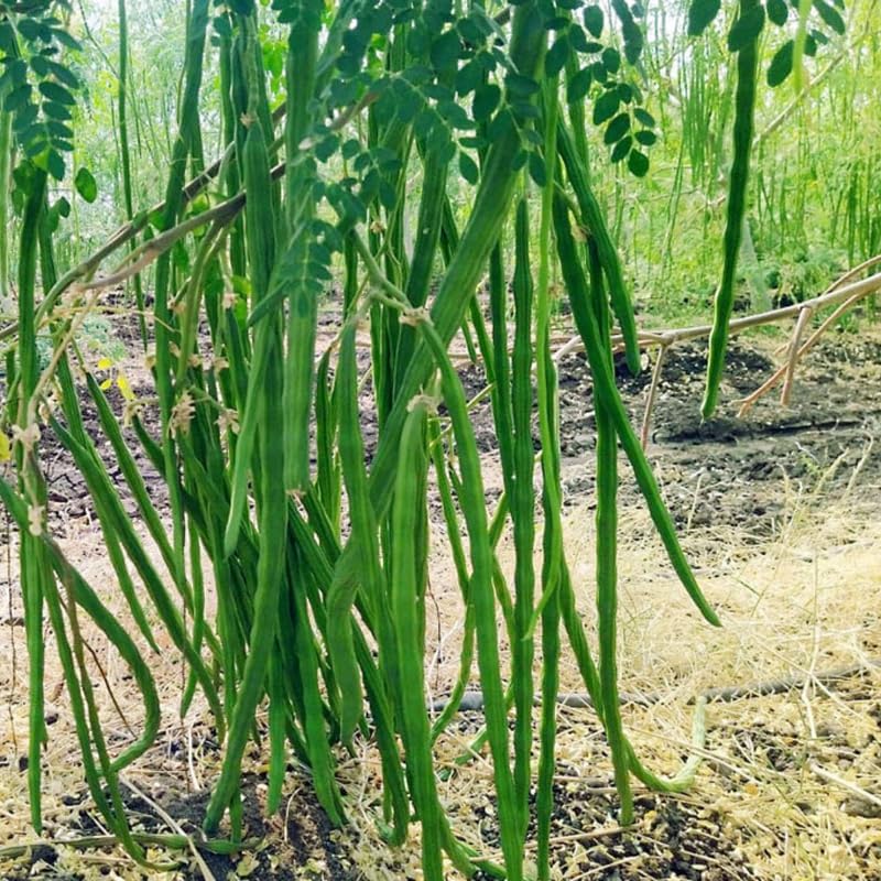 Packaged Seeds Moringa Tree Seeds Moringa Plants Seeds - Temu
