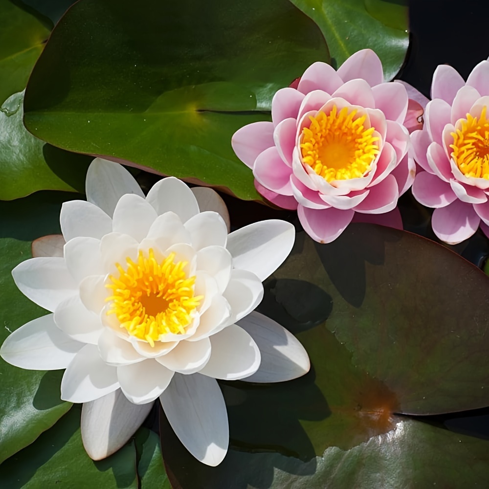 35 Potted Seeds Planting Bowl Lotus Seeds Water Lily Flower - Temu