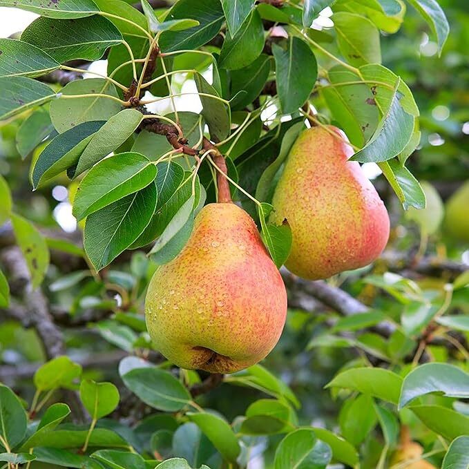 Pear High Quanity Gemination Tree - Temu