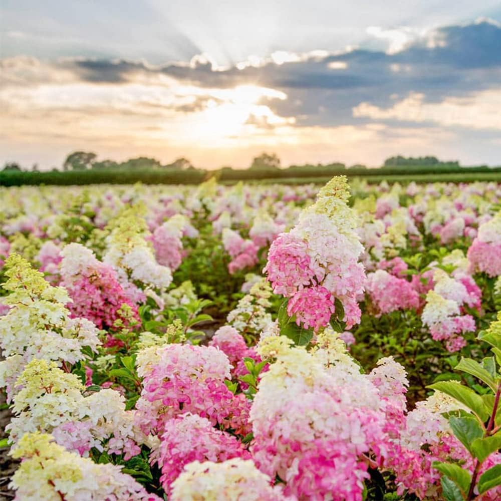 Fragrant Strawberry Grass Lemon Hydrangea Seeds (hortensia) - Temu