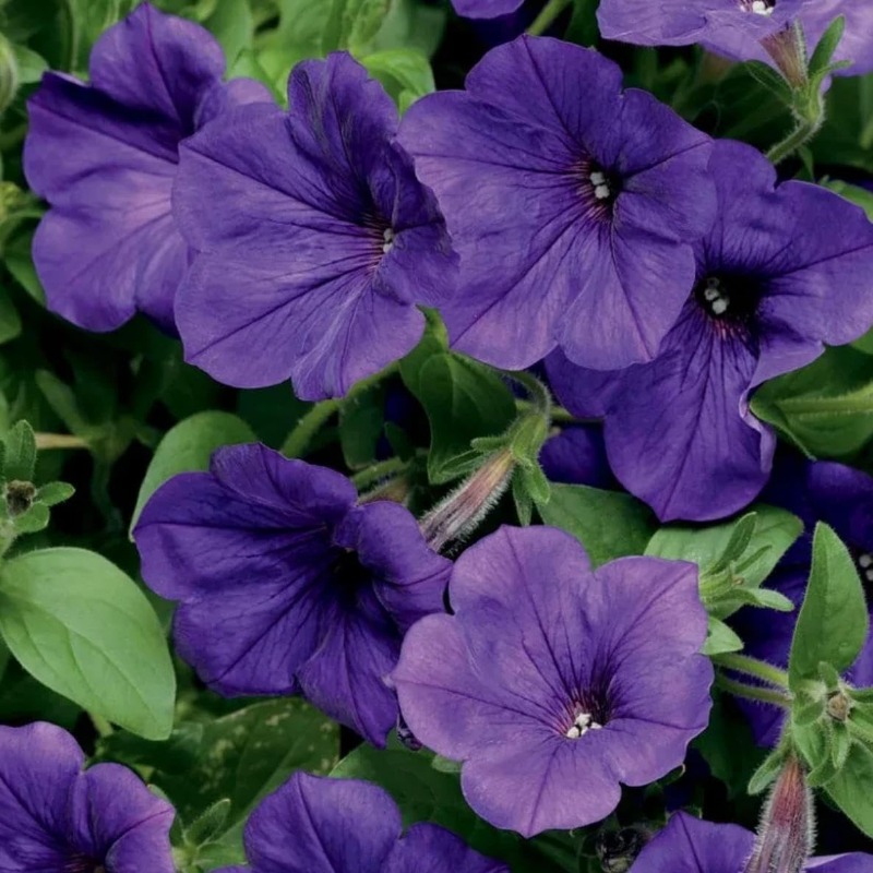 High Germination Rate 10 000 Rose Seeds Potted Plants Home - Temu