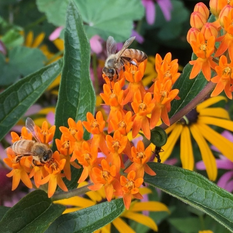 _DE PRODUCTOS - _GATO - Temu