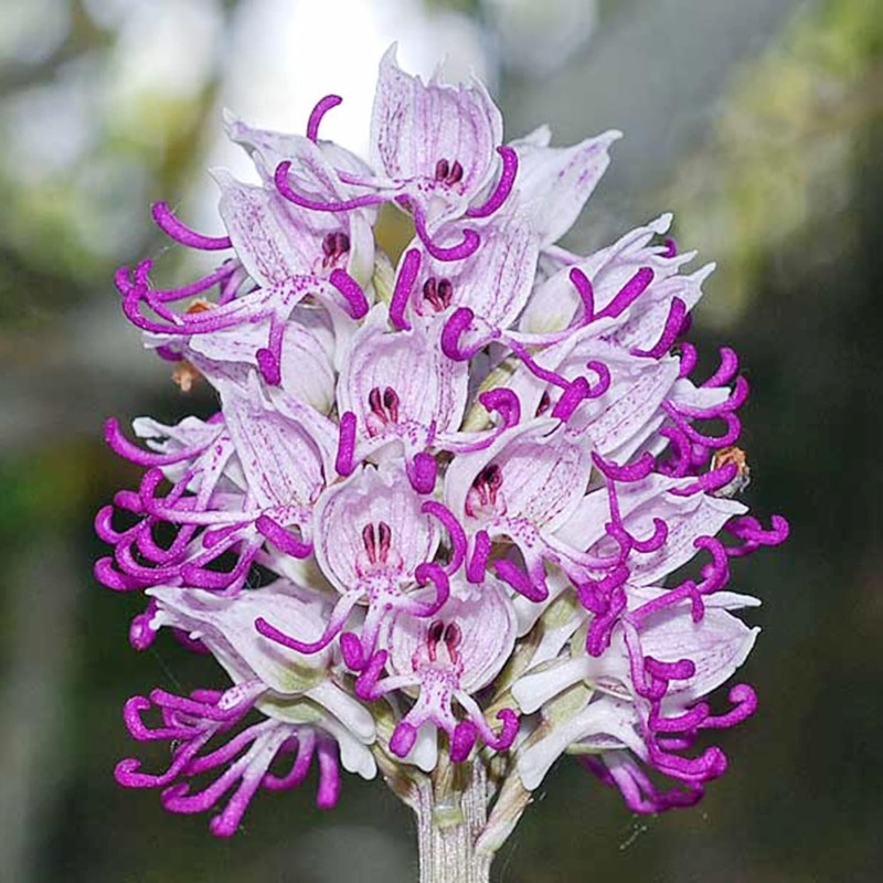 Garden Naked Shell Man Orchid Seeds 50 Exotic - Temu