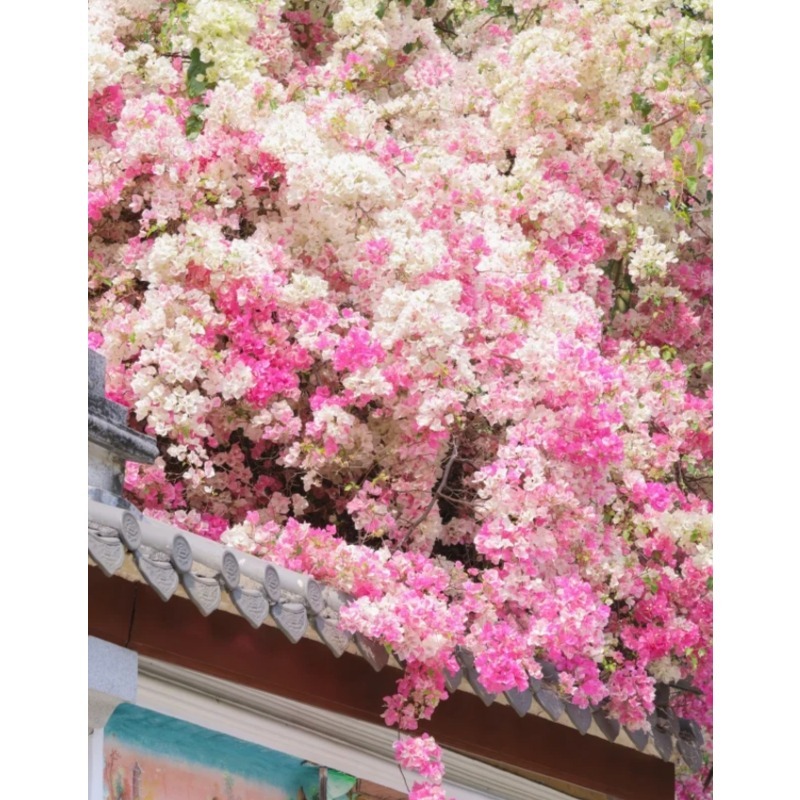 Pink Jasmine Seed Landscape - Temu