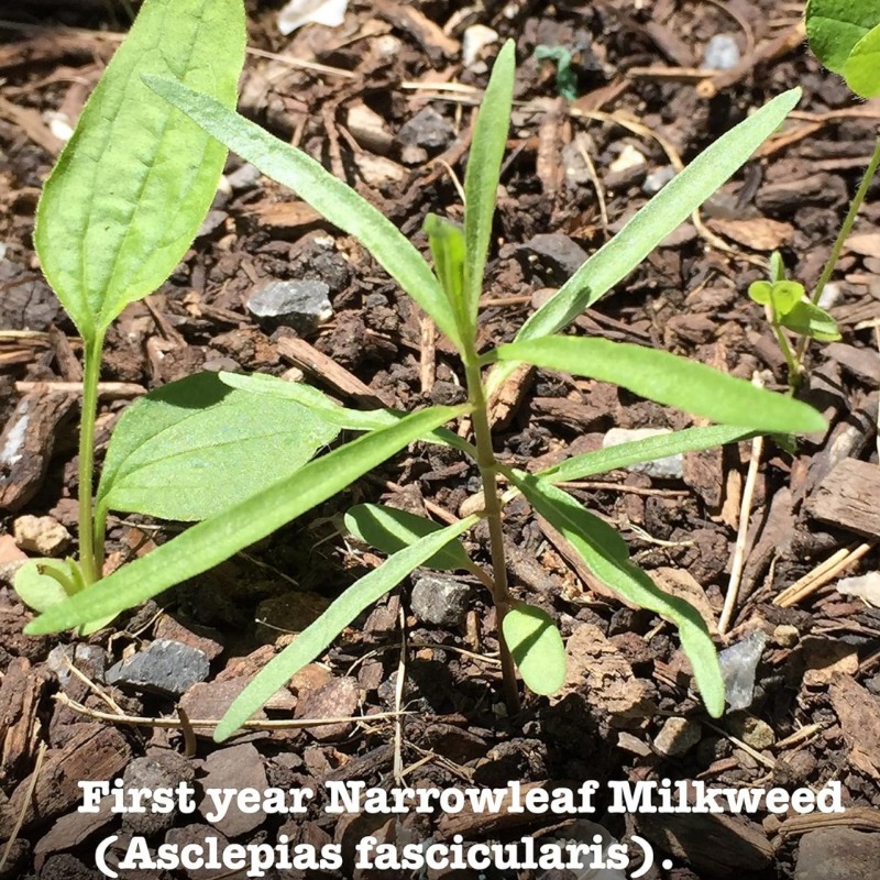 Rare Narrowleaf Flower Seeds Plantingasclepias - Temu