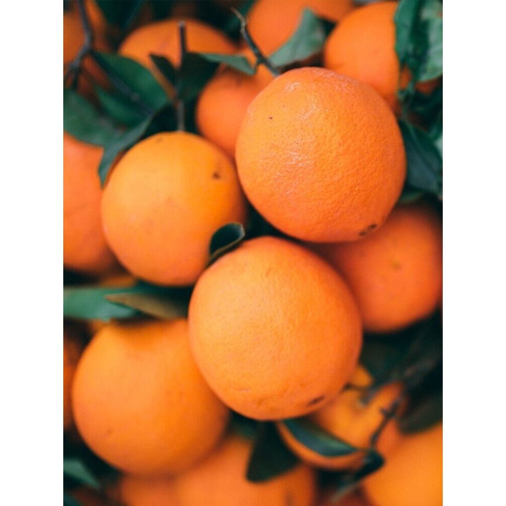 11 Tree Seeds Taste And Aroma - Patio, Lawn & Garden - Temu Temu