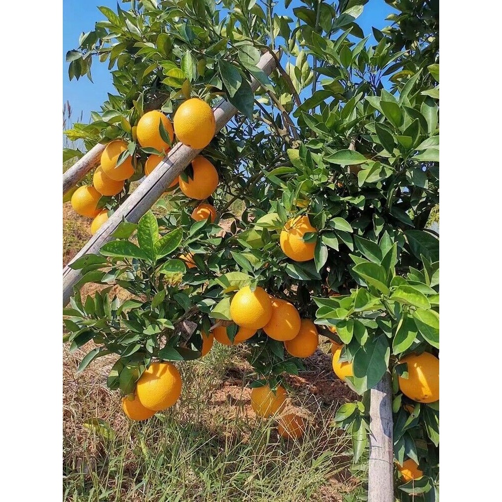 11 Tree Seeds Taste And Aroma - Patio, Lawn & Garden - Temu Temu