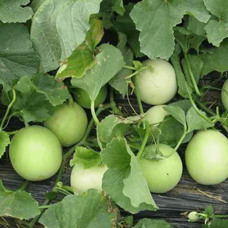 Seeds /200 Japanese Seeds Planning Outdoors - Temu