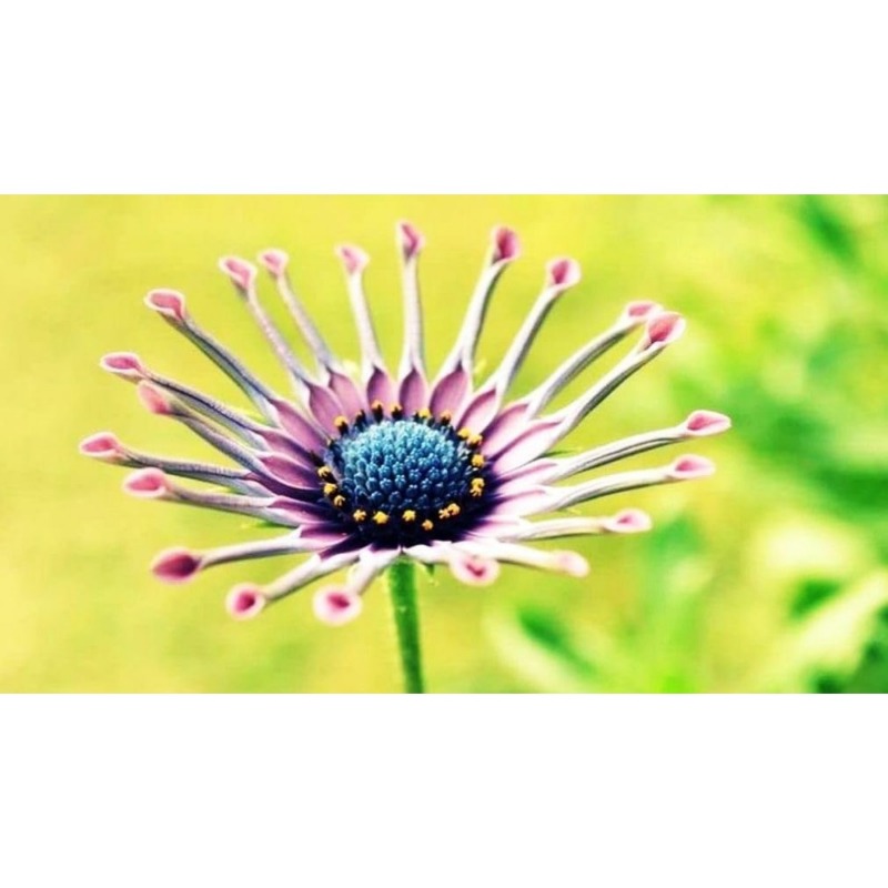 African Daisy Flower Seeds Planting - Temu