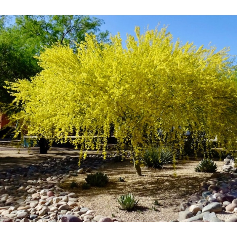 Mexican Tree Seeds Vibrant Yellow Desert - Temu