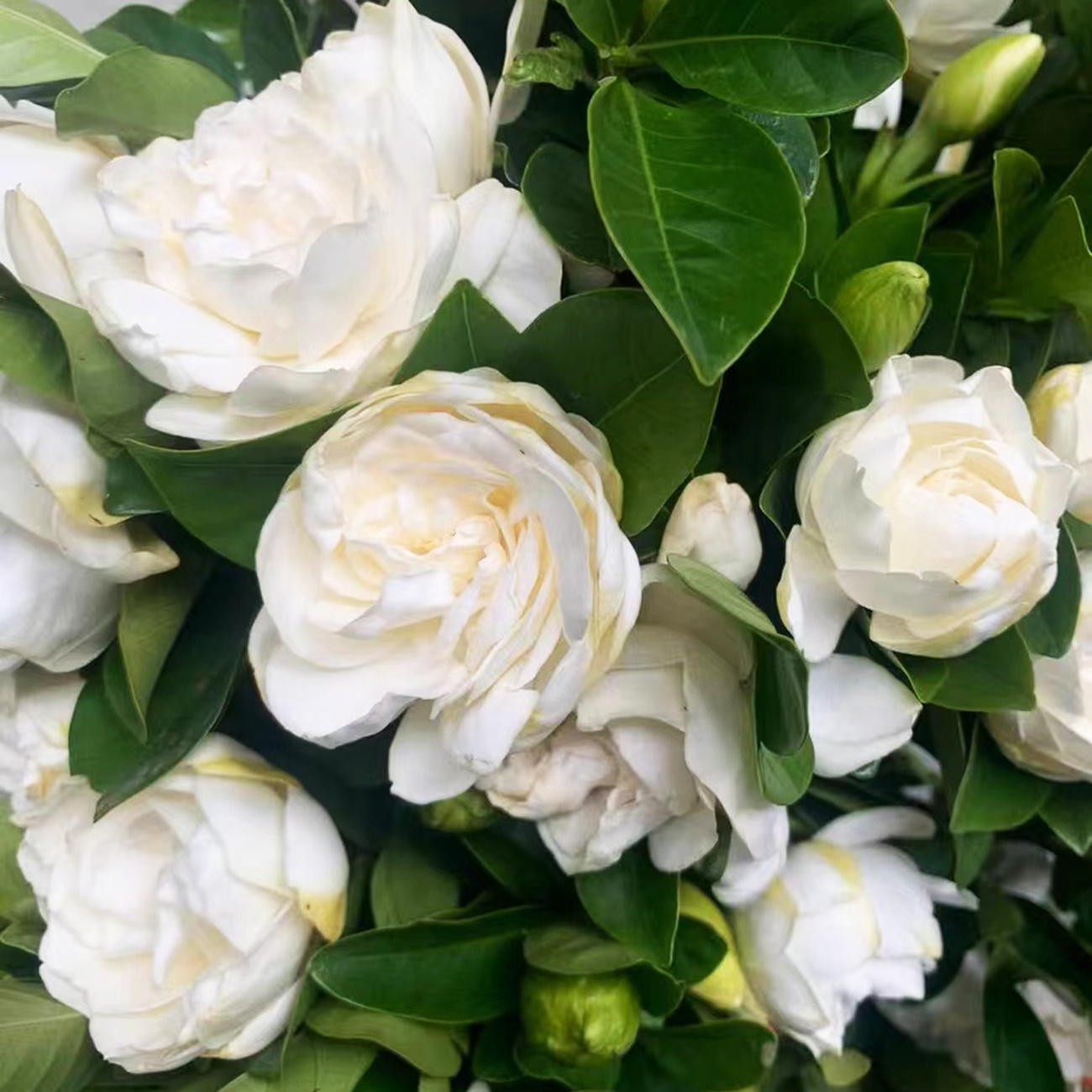 Jasminoides Seed Fragrant - Temu