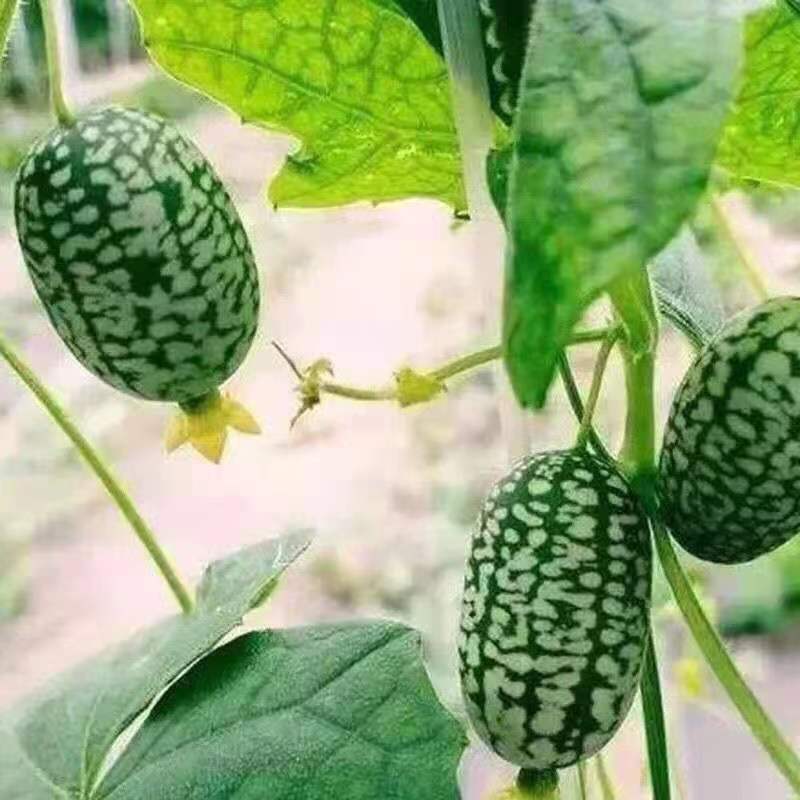 300 High Quality Thumb Watermelon Seeds climb Large Non - Temu
