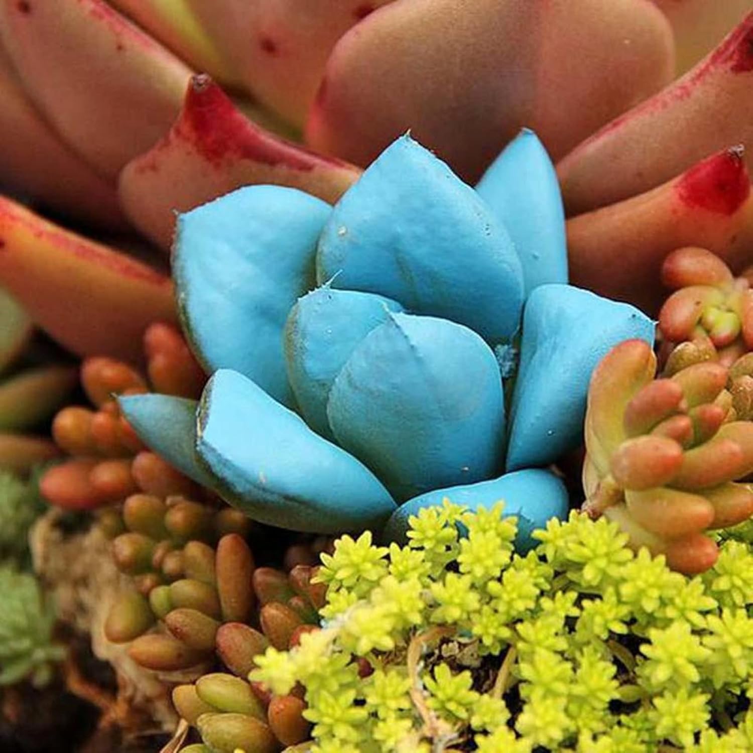 Mix Seeds Garden Home Bonsai Flower - Temu