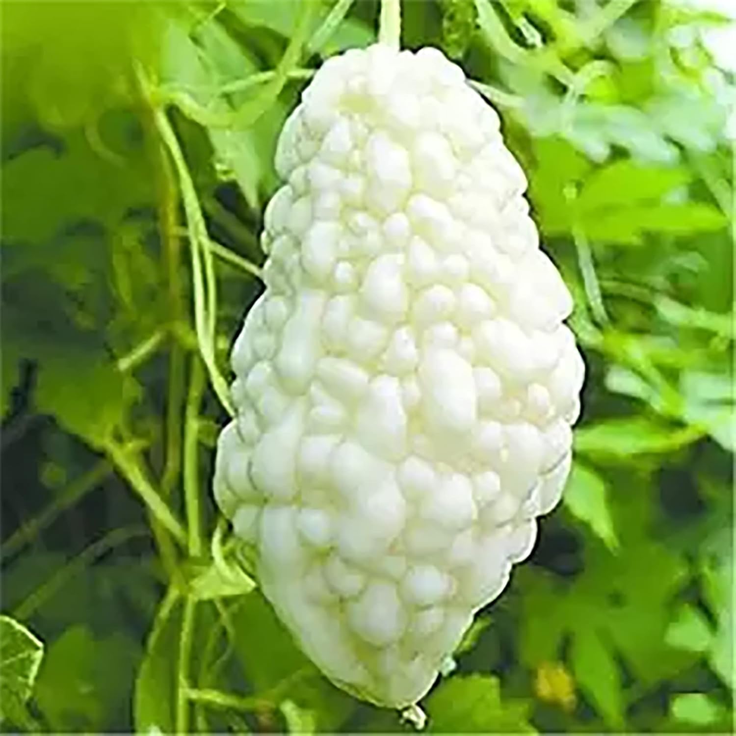 garden 10 seeds white gourd - Temu