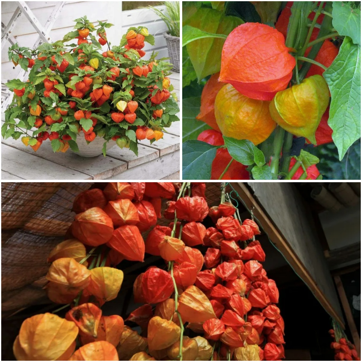 Chinese Lantern Seeds Planting - Temu