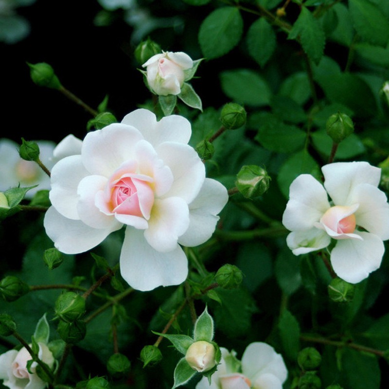 Pink Climbing Rose Vine Seeds Amazing Growth Beautiful Roses - Temu