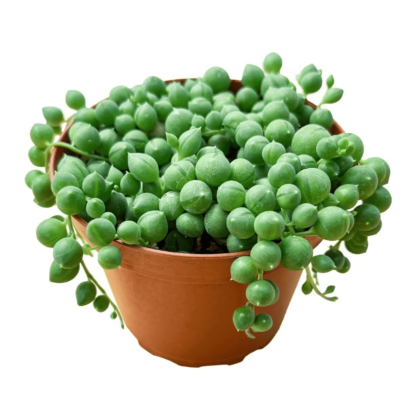 live plants sold on Temu United States