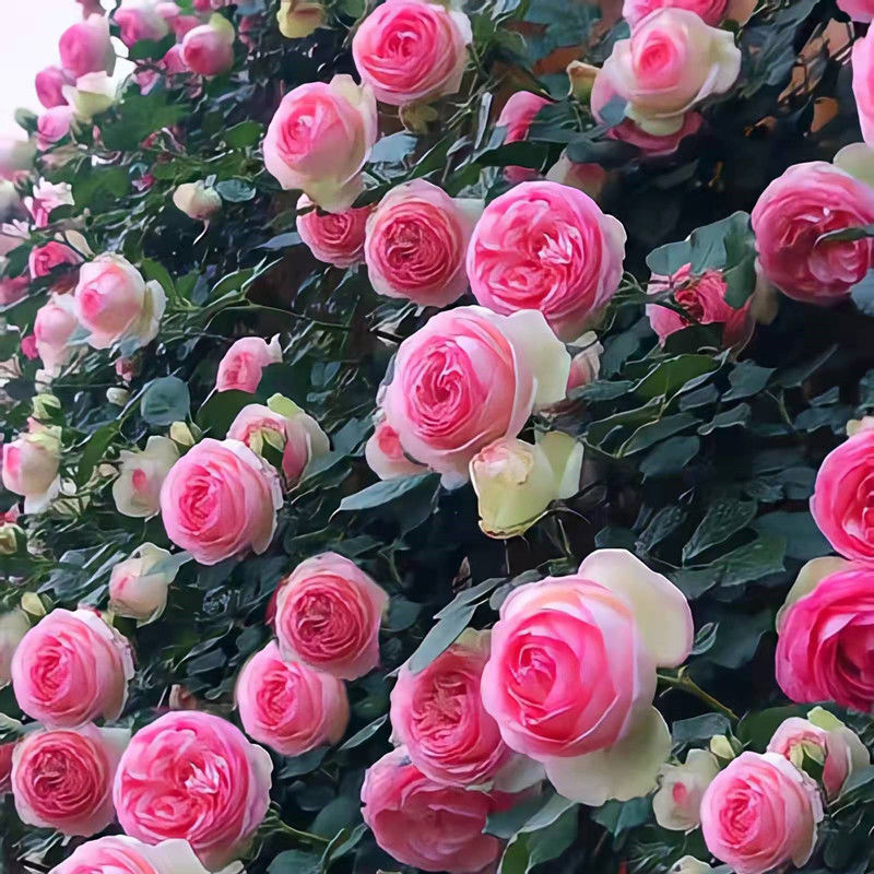 supseed 300 pink climbing rose vine seeds great - Temu