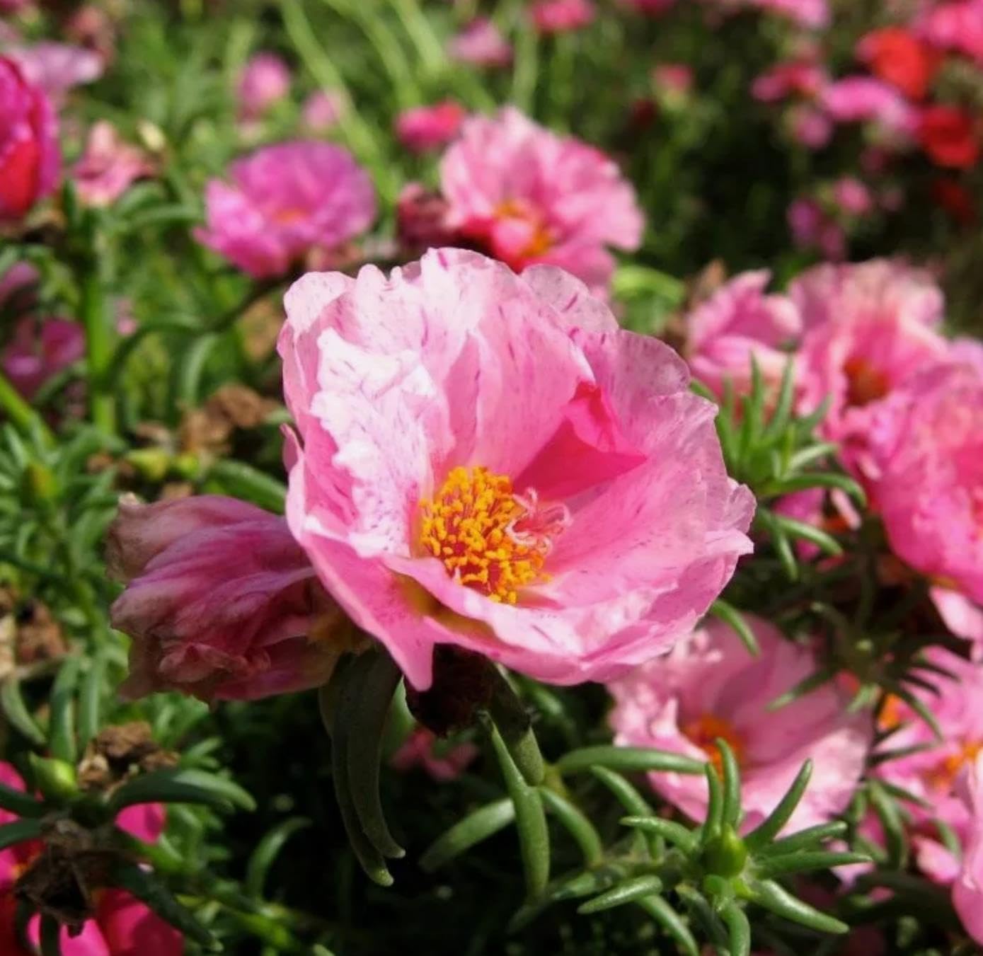 300seeds wholesale portulaca seeds 15 000 seeds growing - Temu