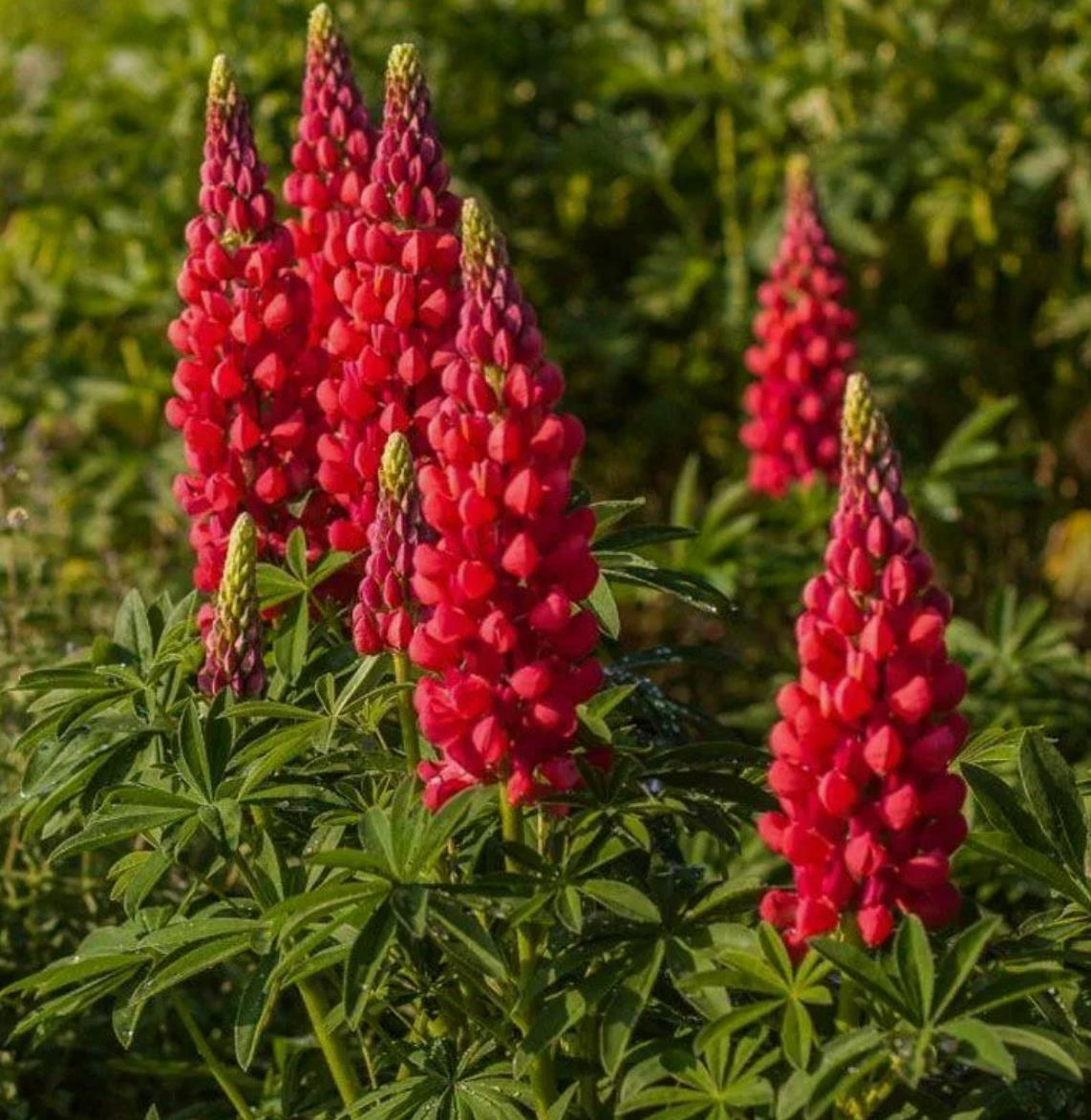 Red Feather Decorative Planting 300 - Temu