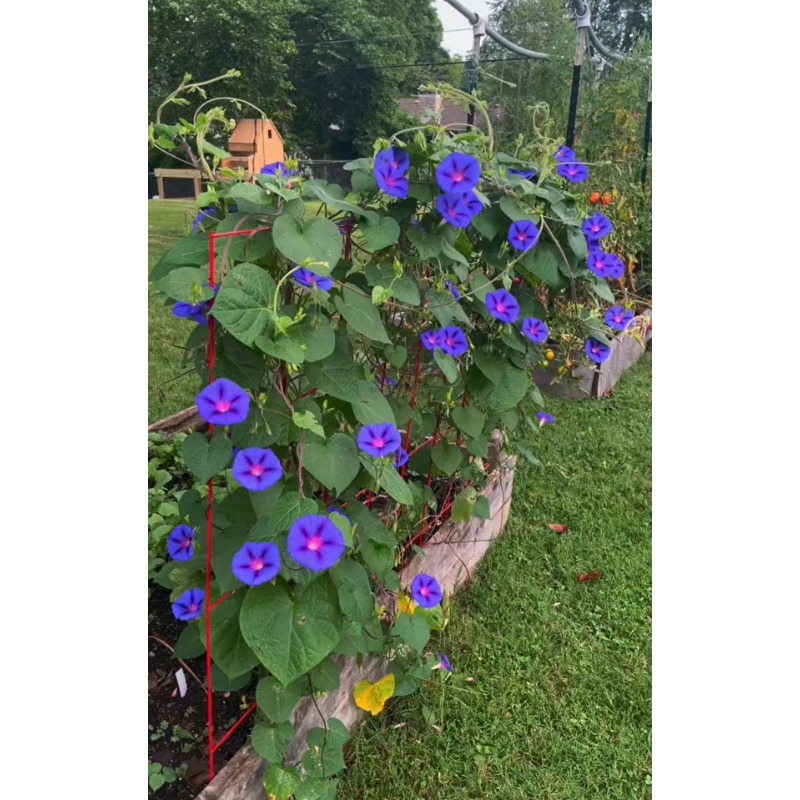 Moon Vine Seeds climbing Vine Seeds - Temu