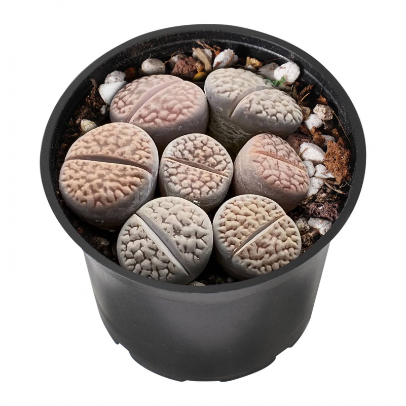 PRODUCTOS_ | _POINT | temu