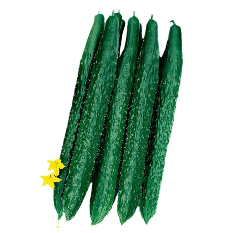 Cucumber Seeds, Vegetable Seeds - Temu