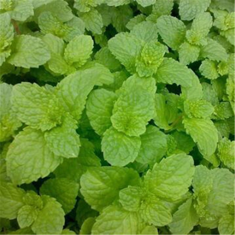 Mint Seeds Planting Peppermint Seeds Nongmo - Temu