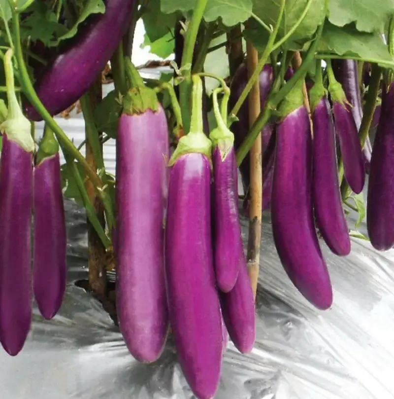 Planting Vegetable Seeds Pack (300 - Temu Planting Vegetable Seeds Pack (300 - Temu