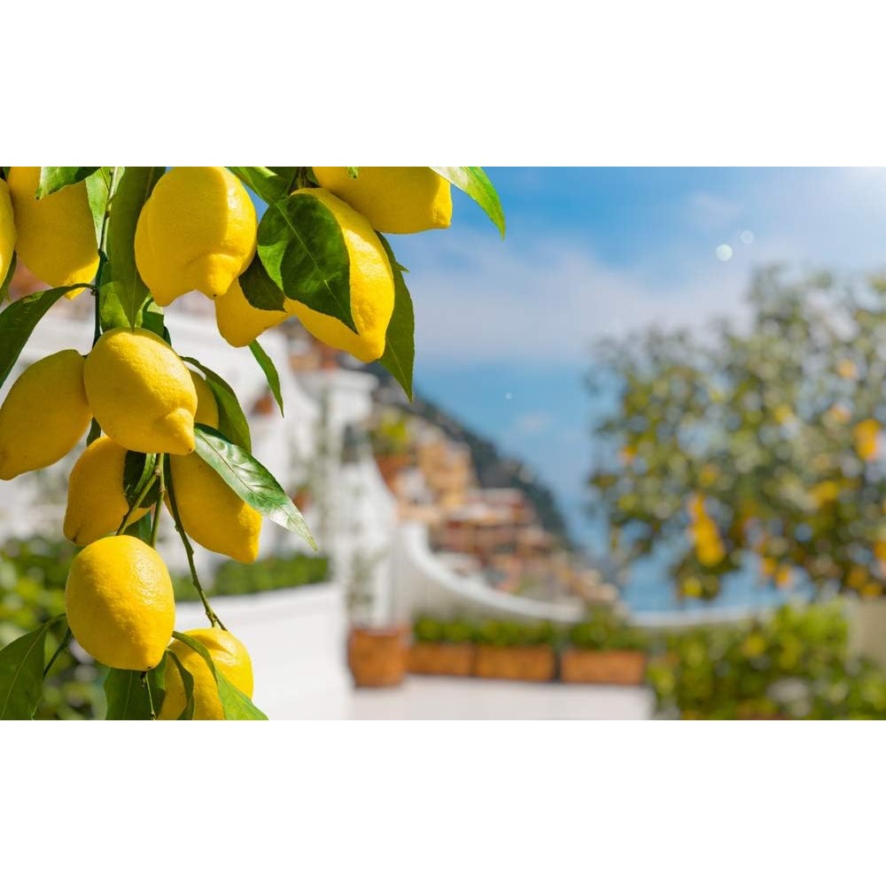 300 Dwarf Lemon Seeds Growing Miniature Fruit - Temu