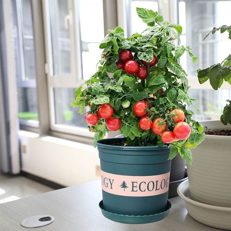 Tomato Seeds Small Tomato Seeds Balcony Potted Vegetable - Temu