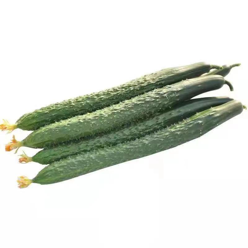 Cucumber Seeds Vegetable Seeds - Patio, Lawn & Garden - Temu Temu