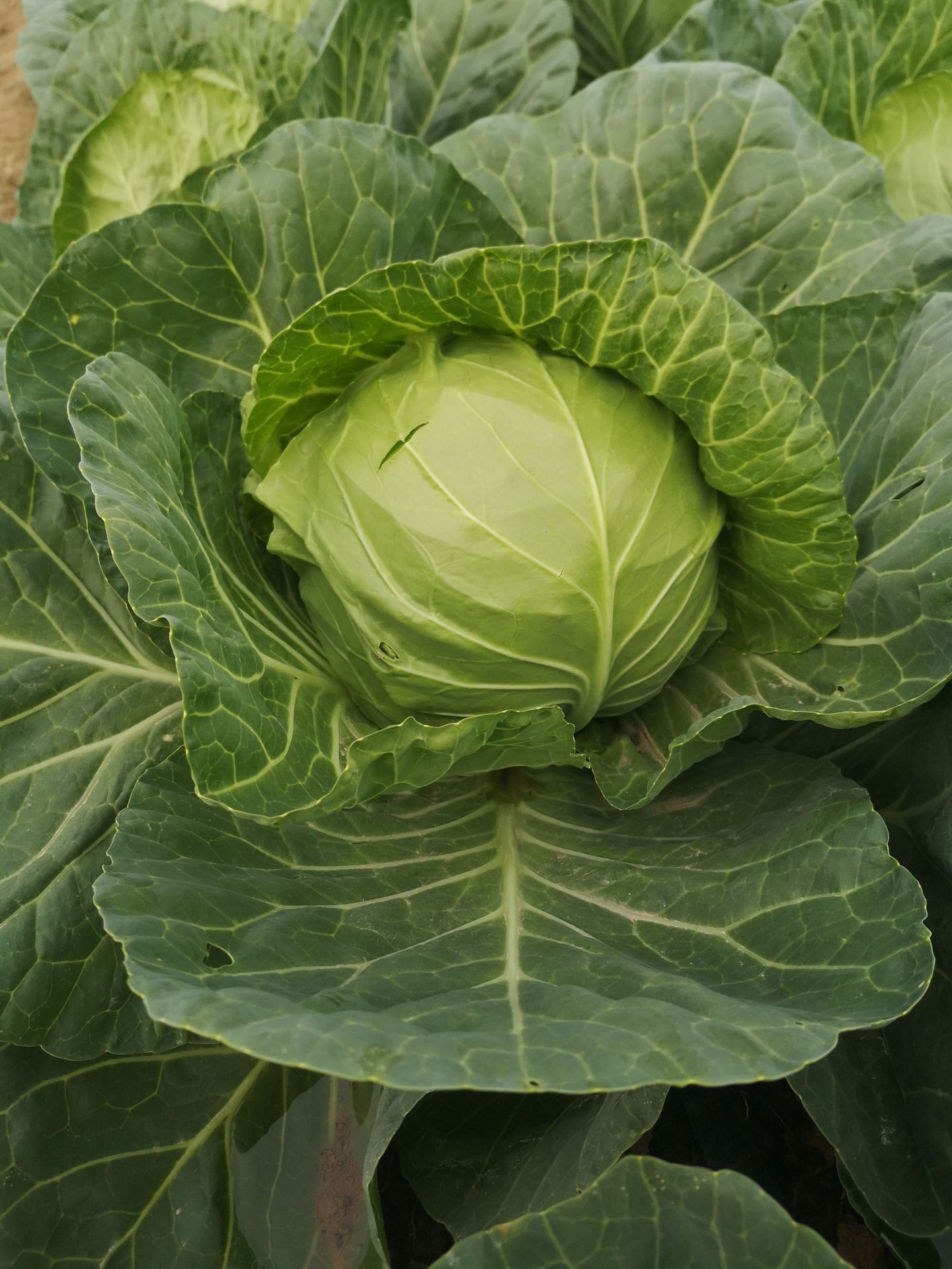 Cabbage Seed Cabbage Seed Ball Cabbage Seed Cabbage Seed - Temu