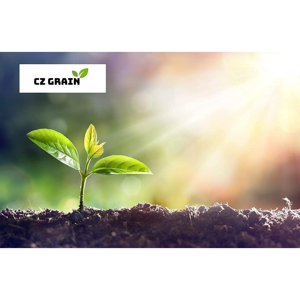 Easy Cultivating Outdoor Seeds 300 Rare Red Dragon Fruit - Temu