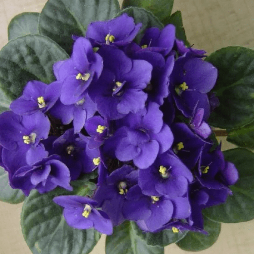 African Violet Seeds Planting - Temu