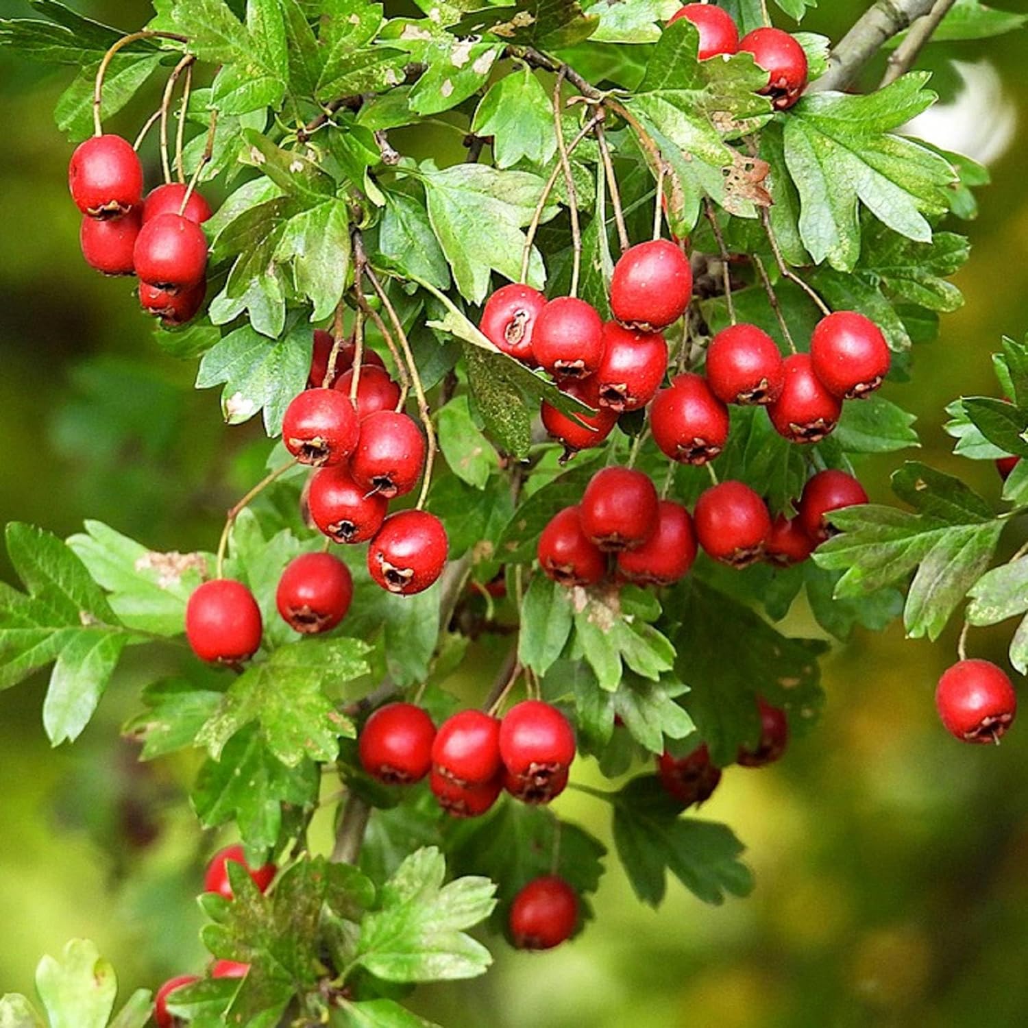 Garden Crataegus Oipaca Western Mayhaw 10 Seeds Rare Shrub - Temu