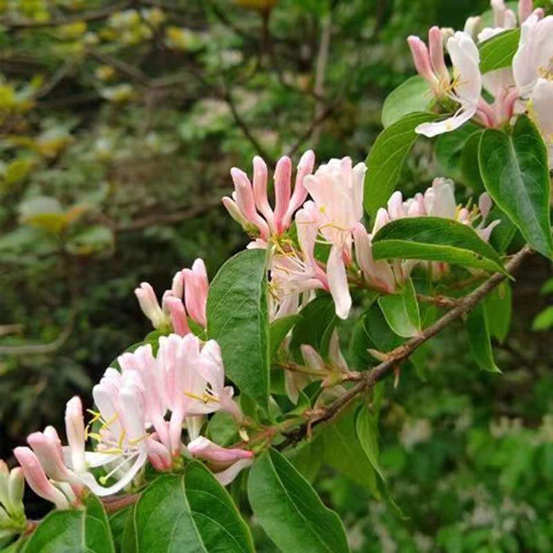 Easy Cultivating Outdoor Seeds Seeds Planting - Temu