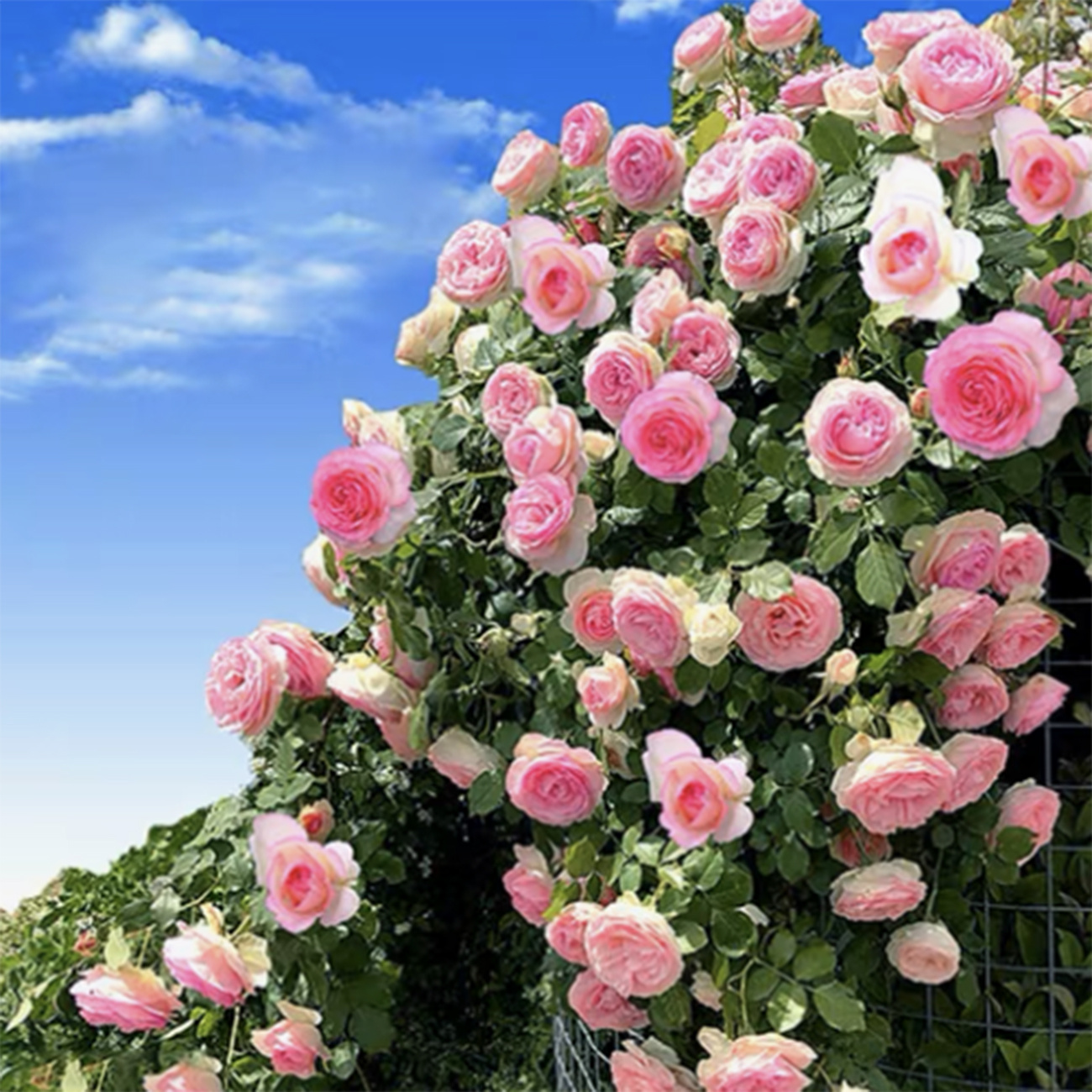 200 pink climbing rose vine great growth beautiful - {region_name}