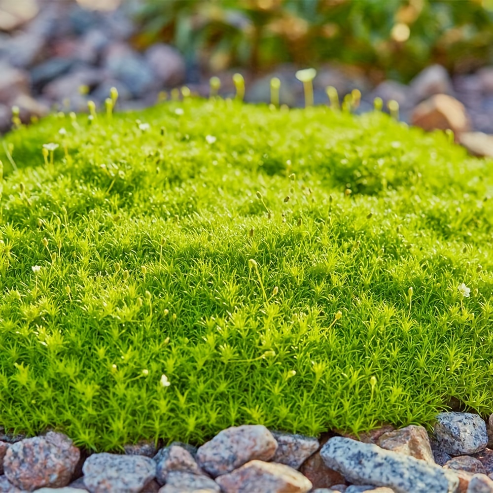 1000 seeds low growing mat - Temu