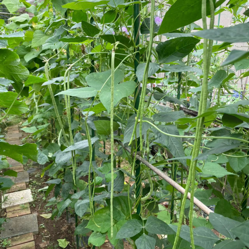 Cowpea Seed Seed Jar Bean Green Strip Long Bean - Temu