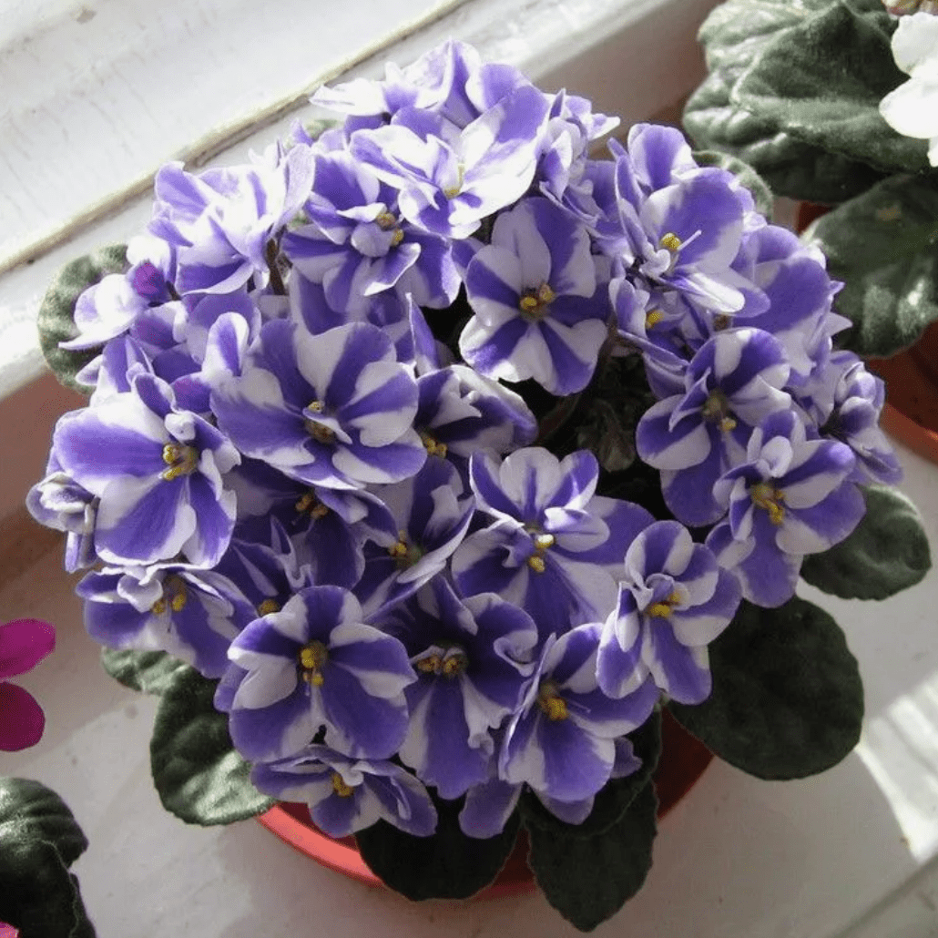 African Violet Seeds Planting - Temu