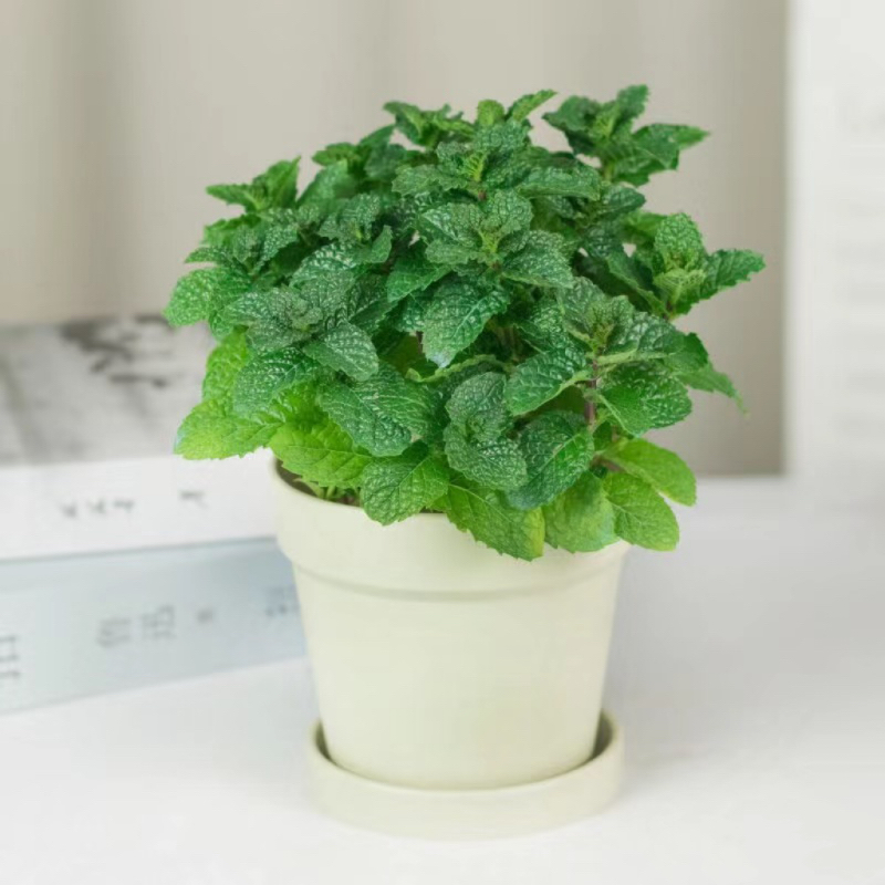 High Rate Edible Peppermint Seeds Indoor Outdoor - Temu