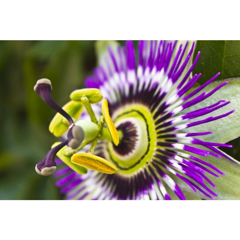 Plant Vine Seeds - Temu