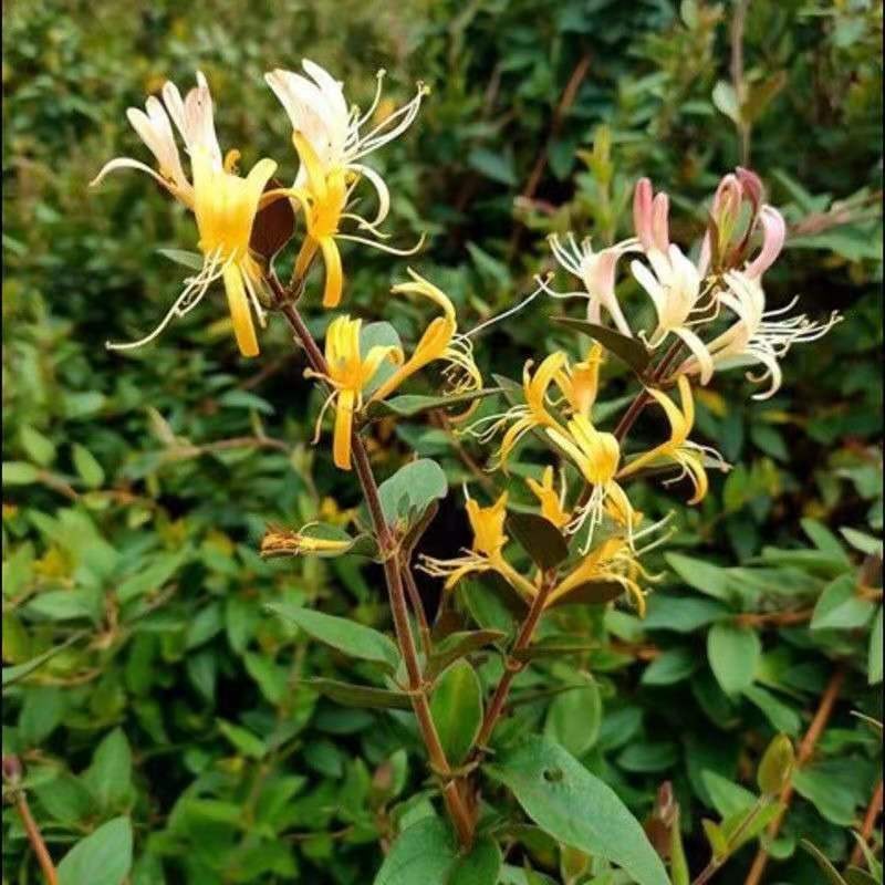 Seeds Growing Vines Plant Seeds - Temu